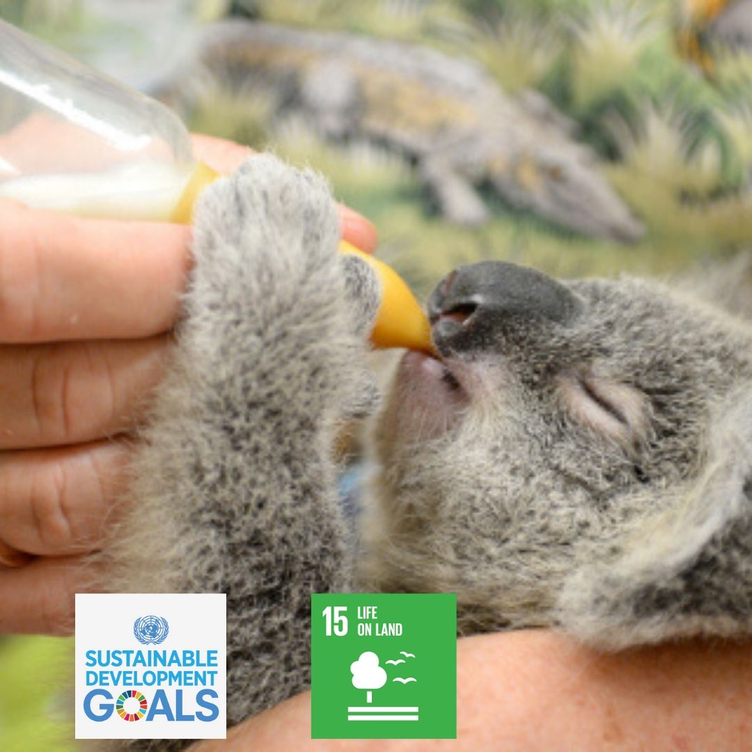 Survey | The Blue Tribe Company